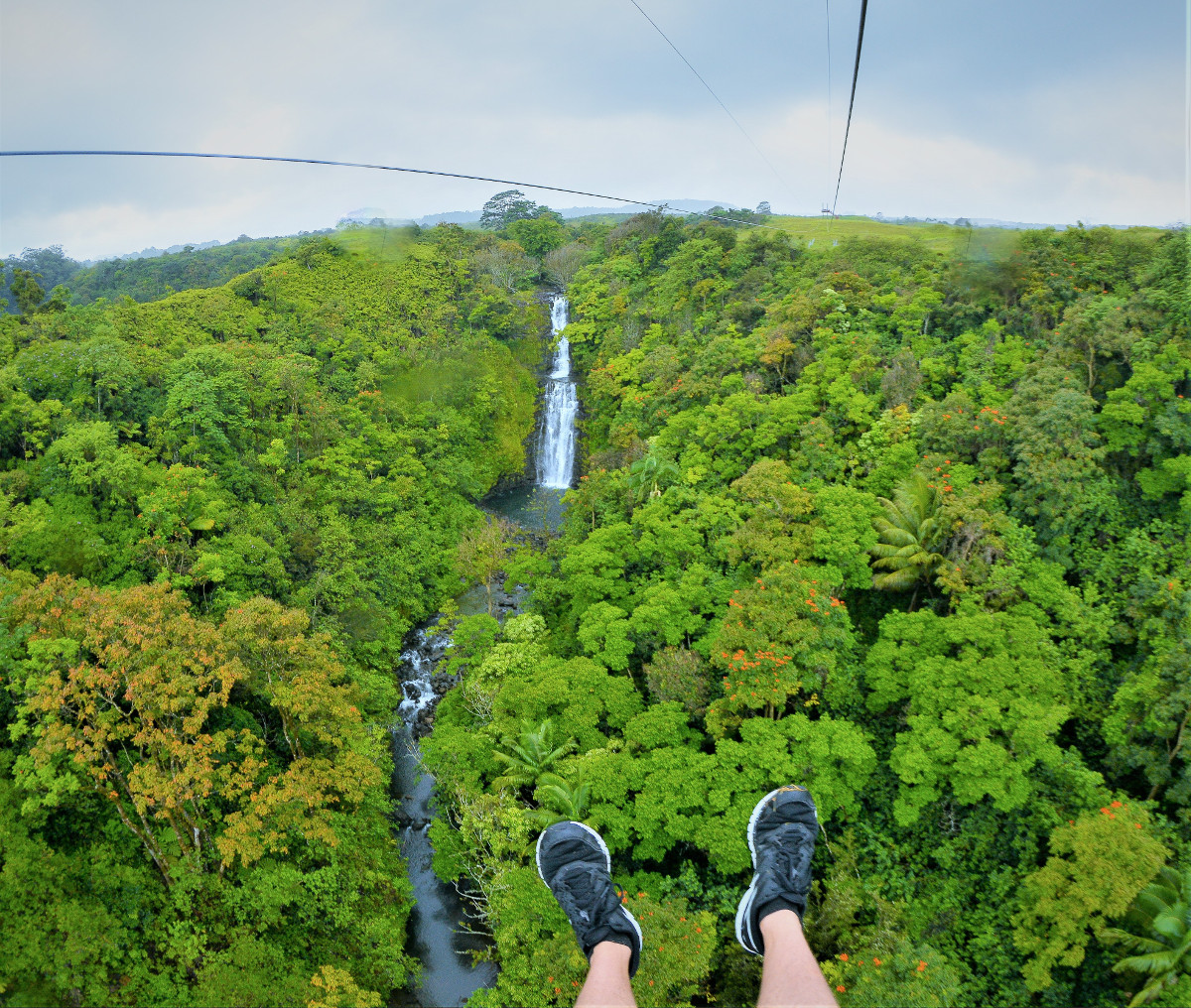 Zip Line FAQs | Botanical World Adventures