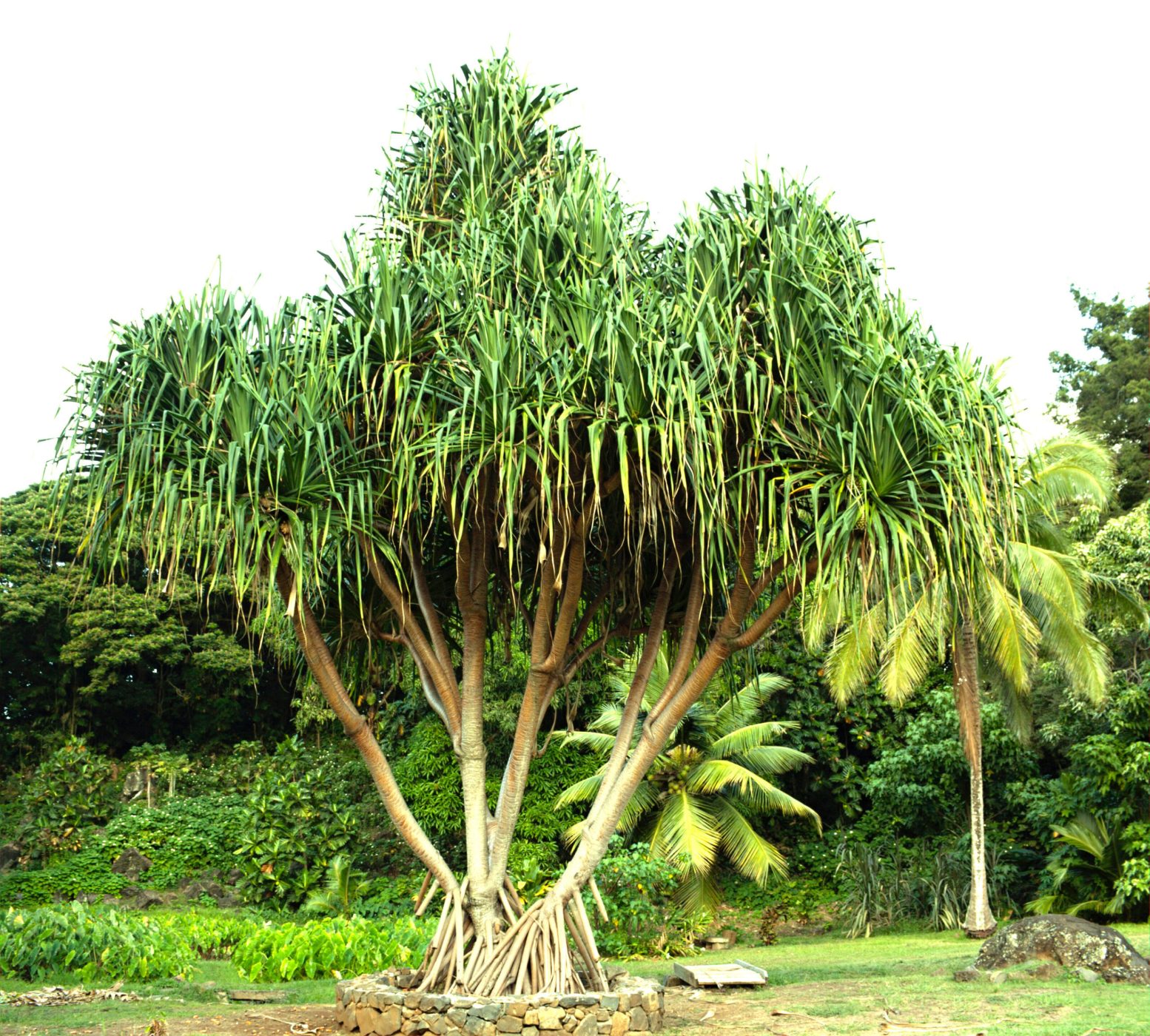 Hawaiian Native Plants Beauty | Botanical World Adventures